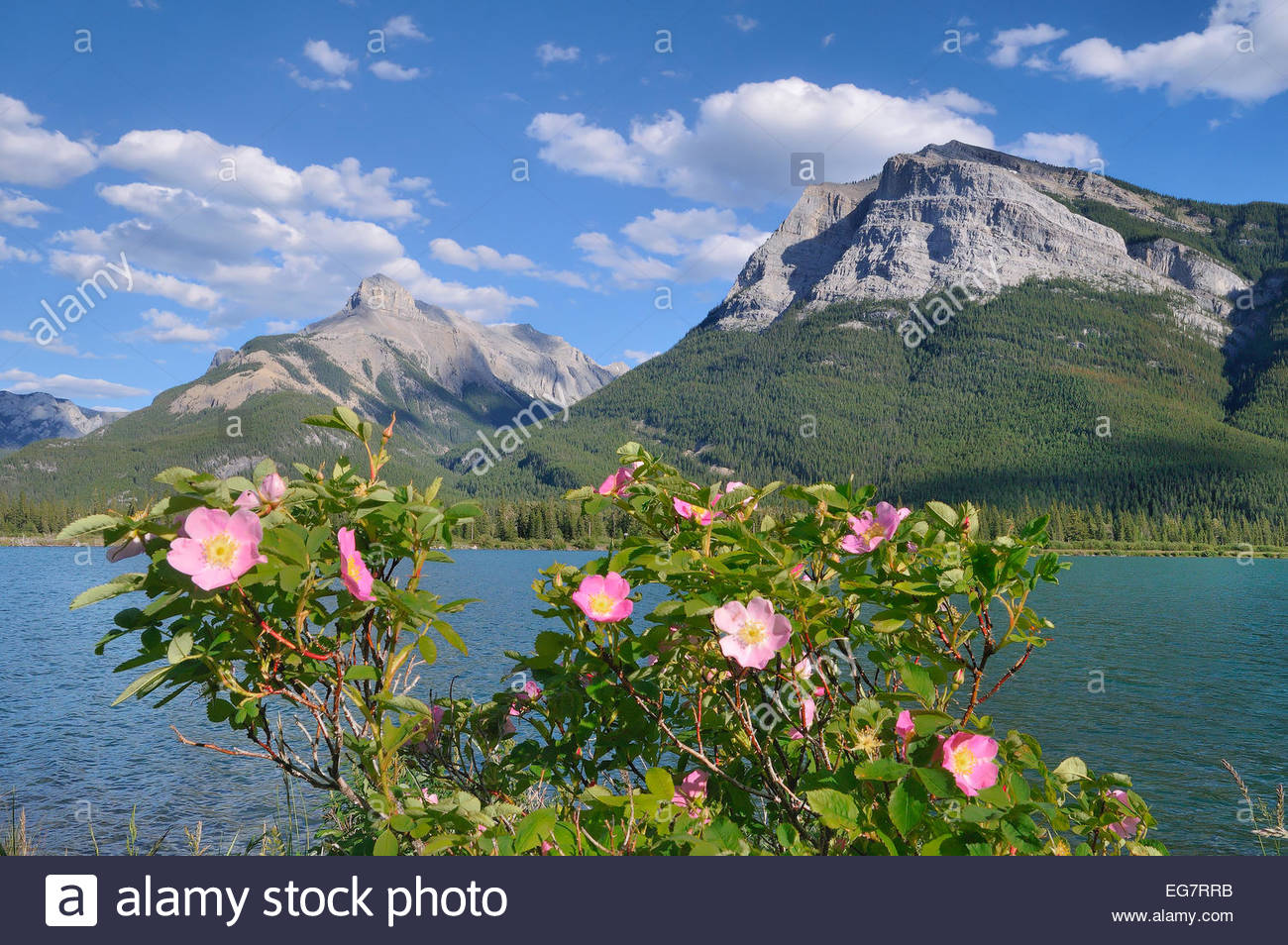 Wild Rose Bush Stock Photos & Wild Rose Bush Stock Images - Alamy