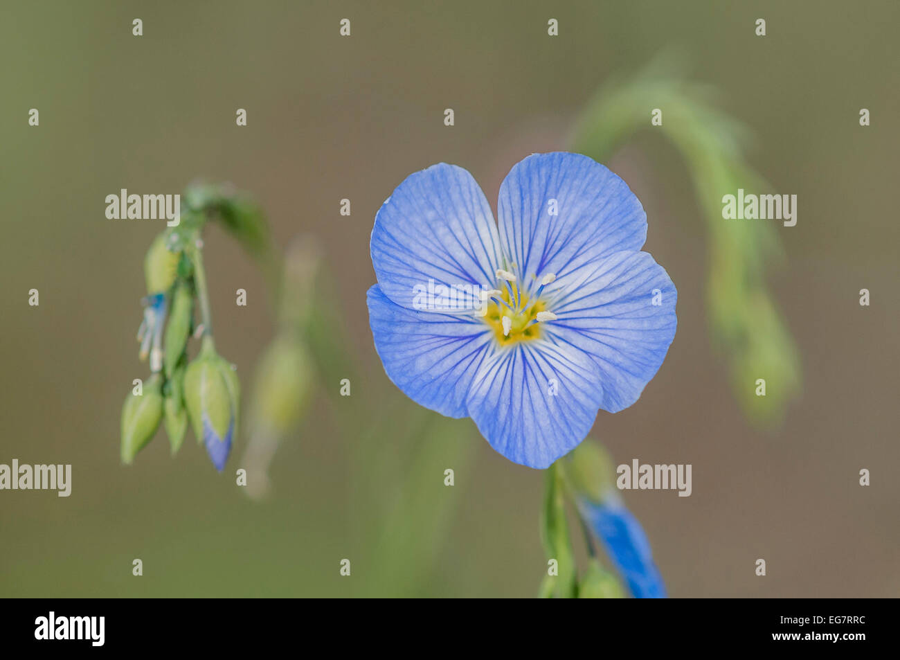 Wild blue flax, (Linum usitatissimum), Canmore, Alberta, Canada Stock ...