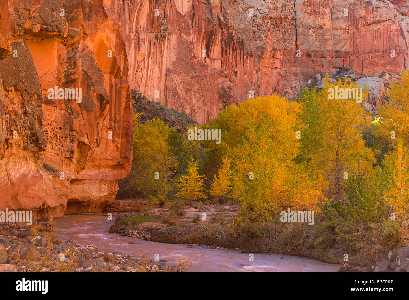 The Fremont River winds through fall color in Capitol Reef National ...