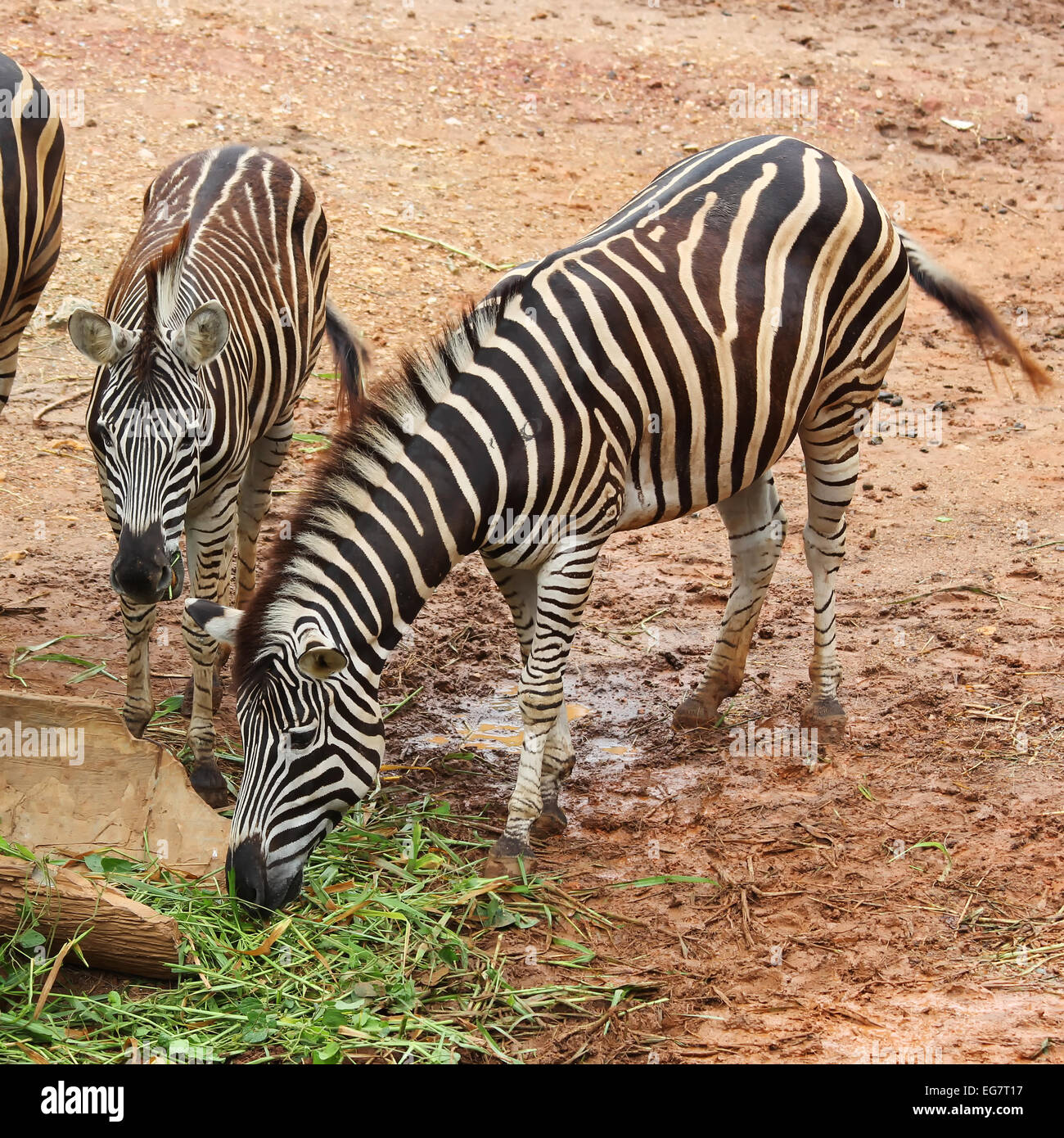group of zebra in the zoo Stock Photo - Alamy