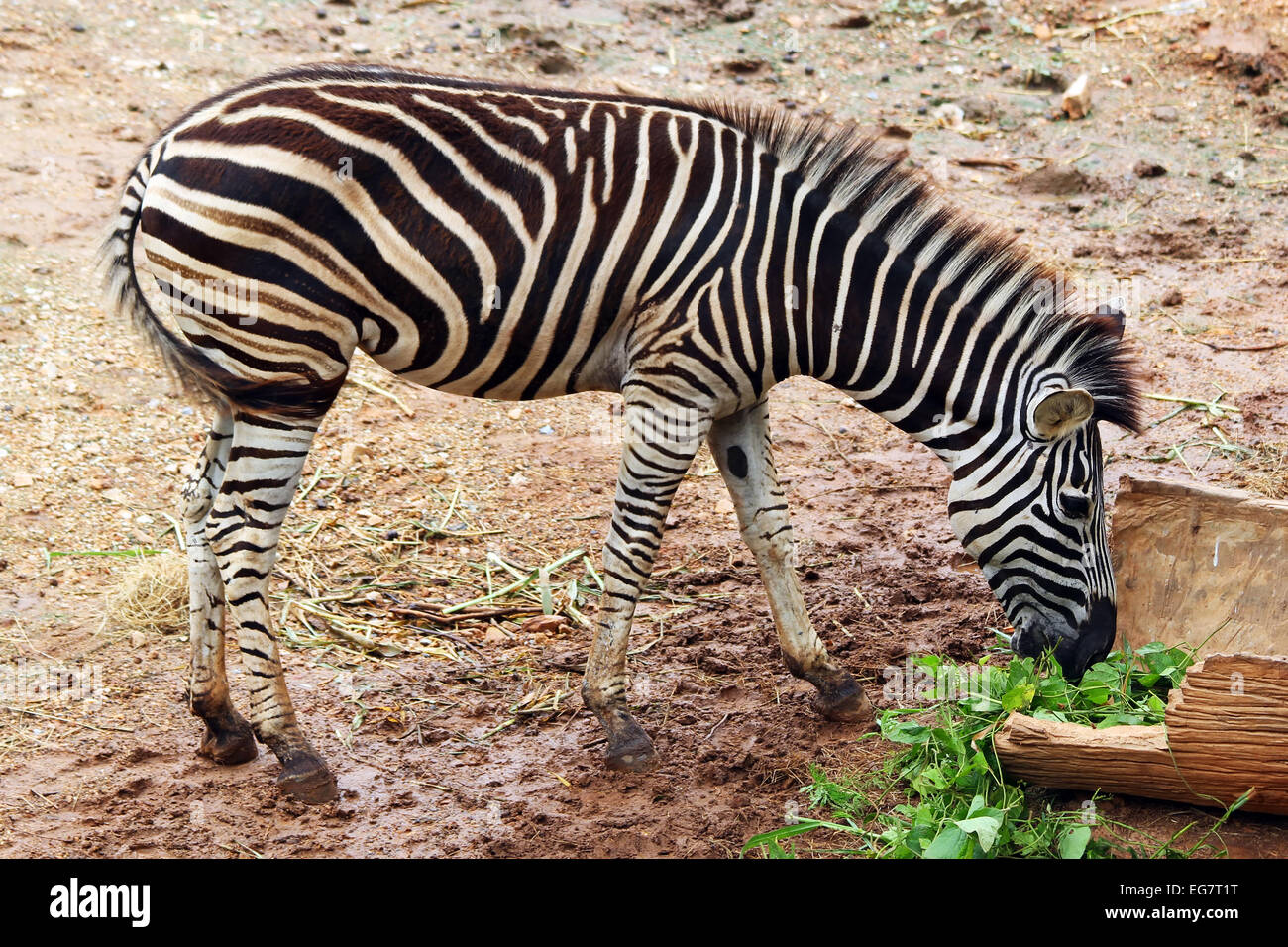 A zebra in the zoo Stock Photo - Alamy