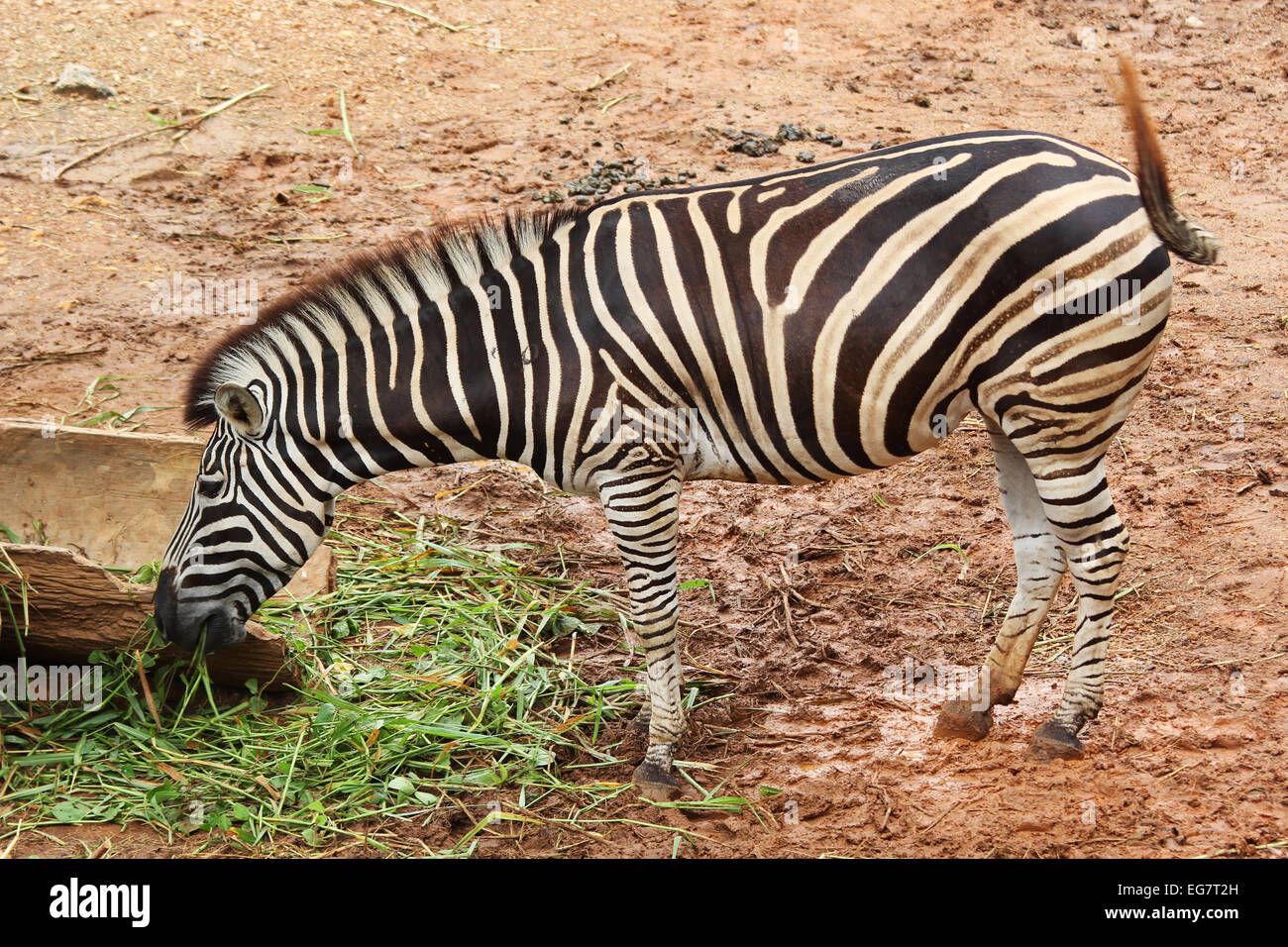 Zebra in a zoo hi-res stock photography and images - Alamy