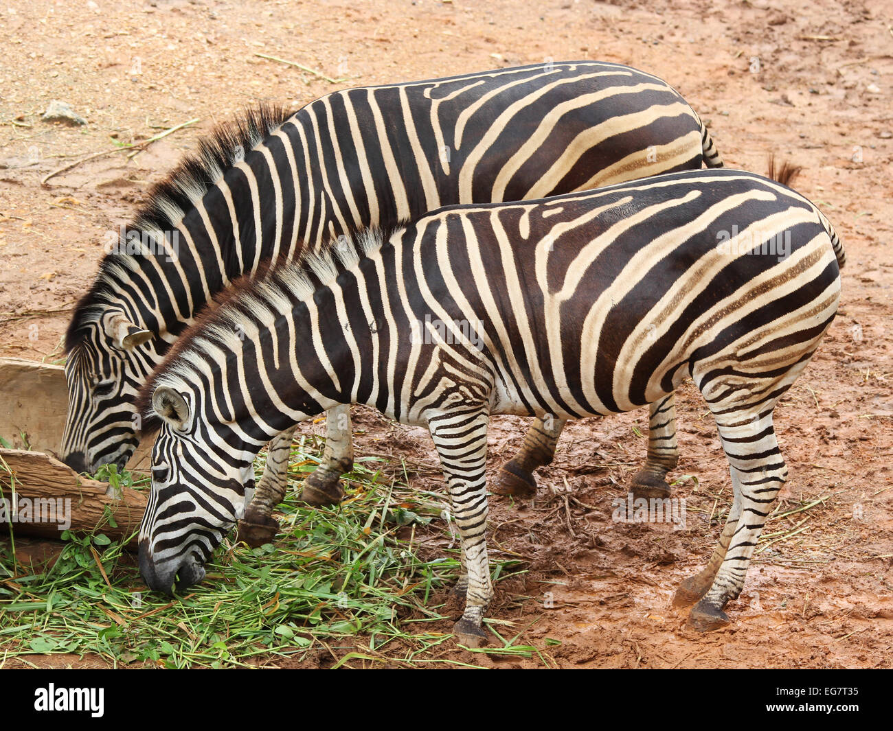 Zebra in jungle hi-res stock photography and images - Alamy