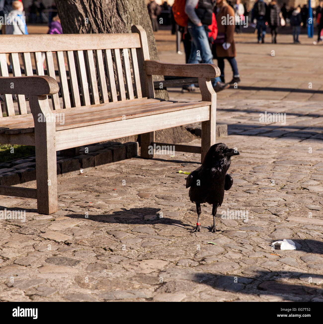 Raven in the tower hi-res stock photography and images - Alamy