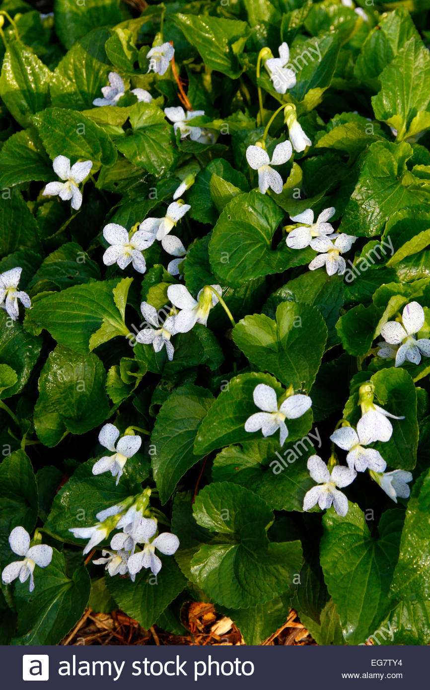 Viola Sororia Stock Photos & Viola Sororia Stock Images - Alamy