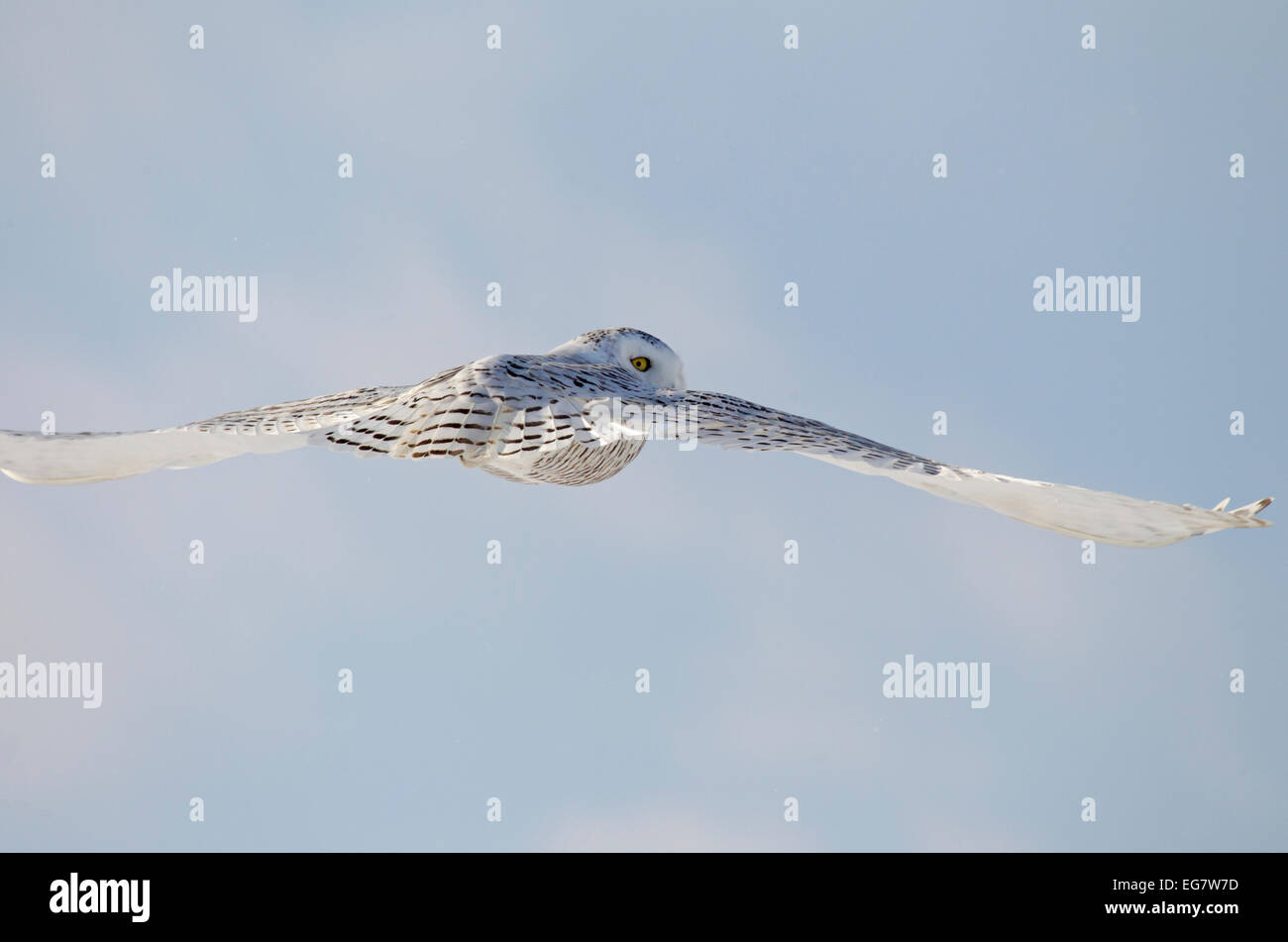 Owl looking back hi-res stock photography and images - Alamy