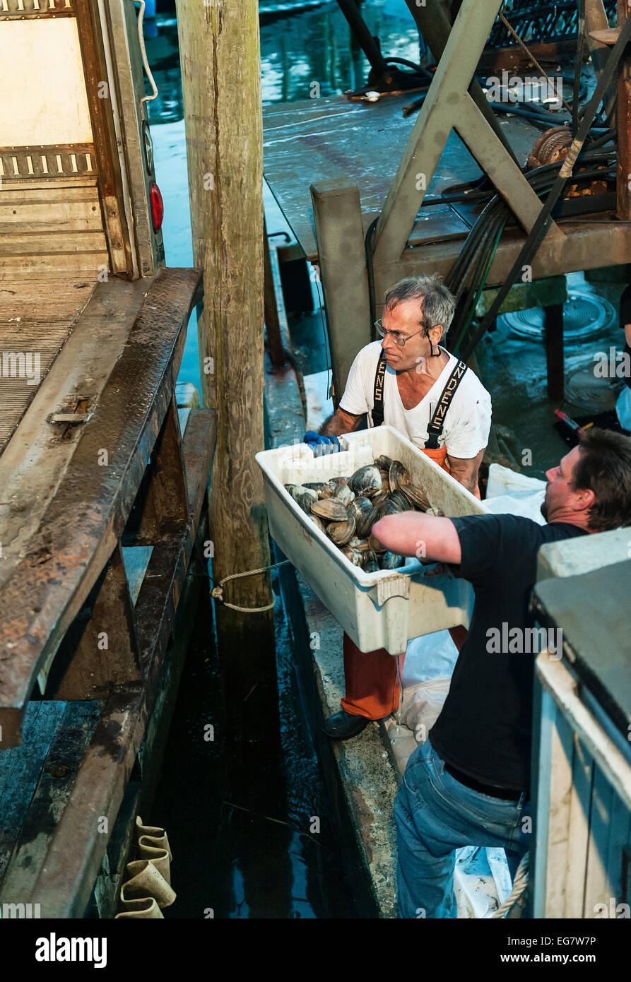 Cohog hi-res stock photography and images - Alamy