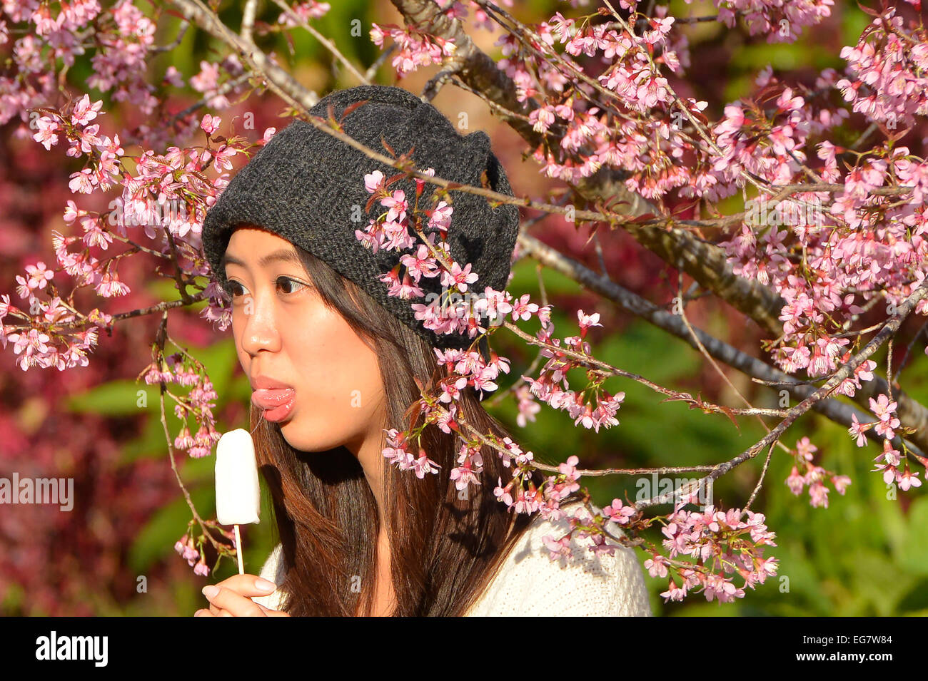 eating ice cream under wild Himalayan cherry blossoms (Prunus ...