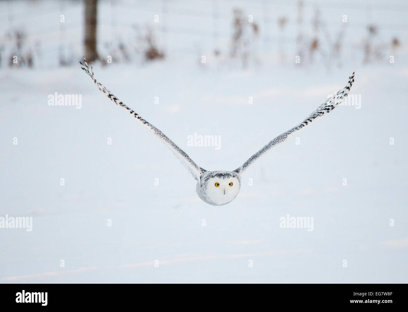 Snowy Owl Flying over Snow Covered Field Stock Photo - Alamy