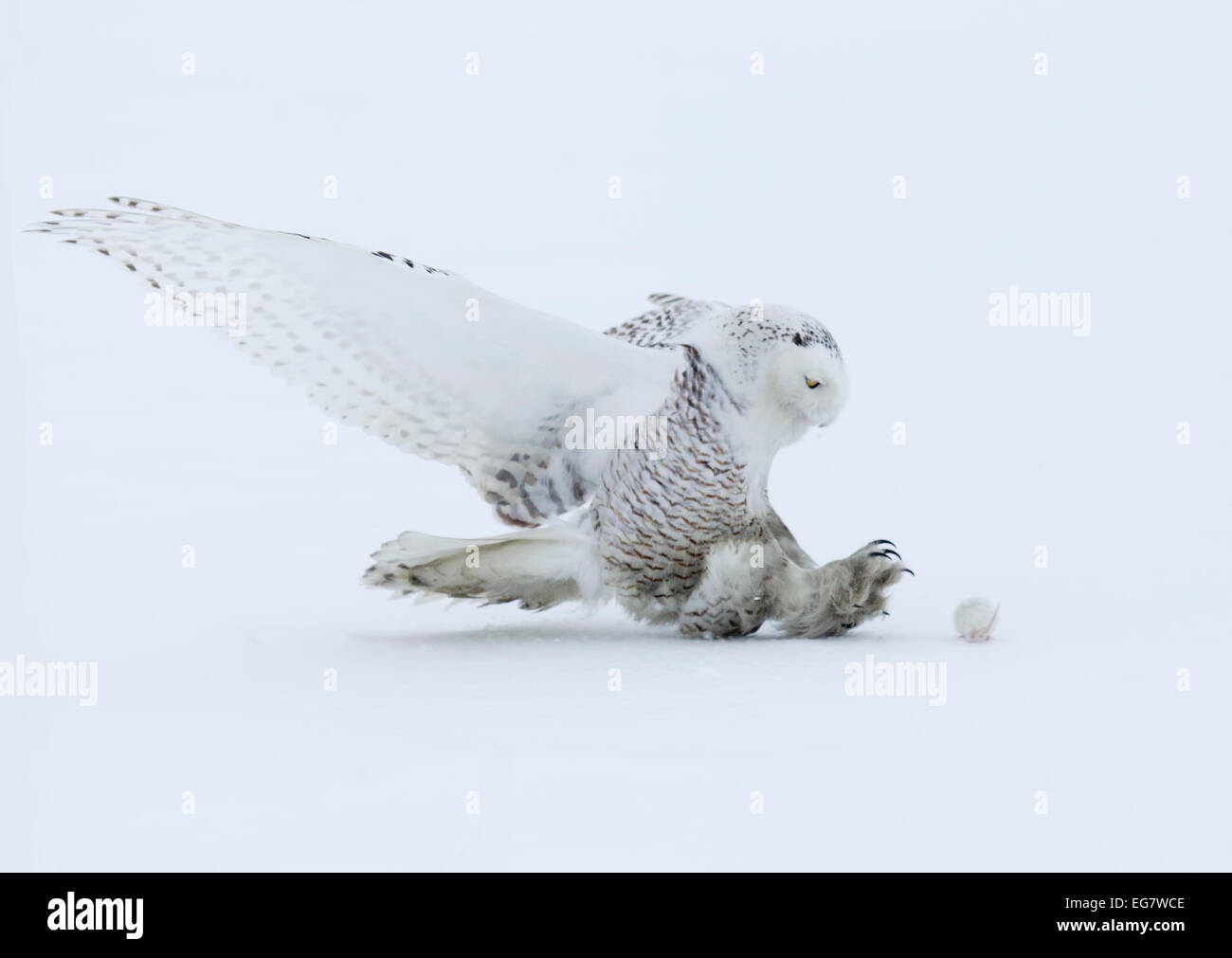 Snowy owl about to strike prey in snow Stock Photo - Alamy