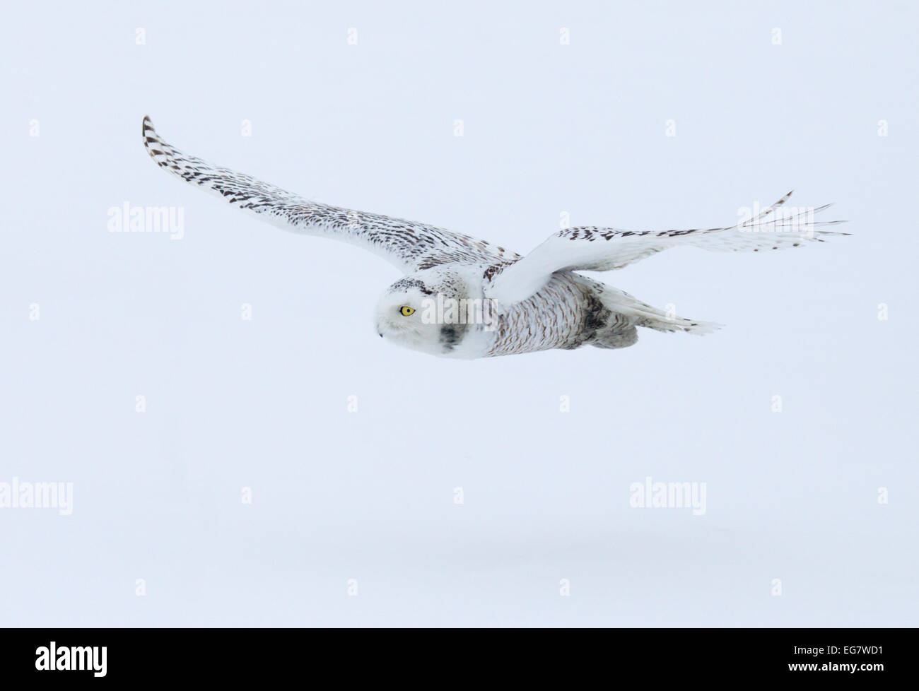 Snowy Owl Flying Low over Snow Covered Field Stock Photo - Alamy