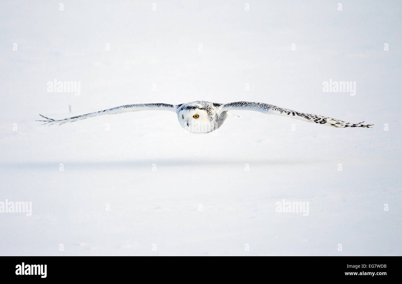 Snowy Owl Flying Low over Snow Covered Field Stock Photo - Alamy