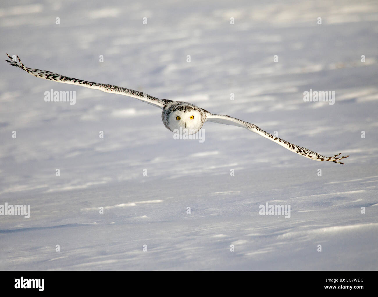 Snow_owl hi-res stock photography and images - Alamy