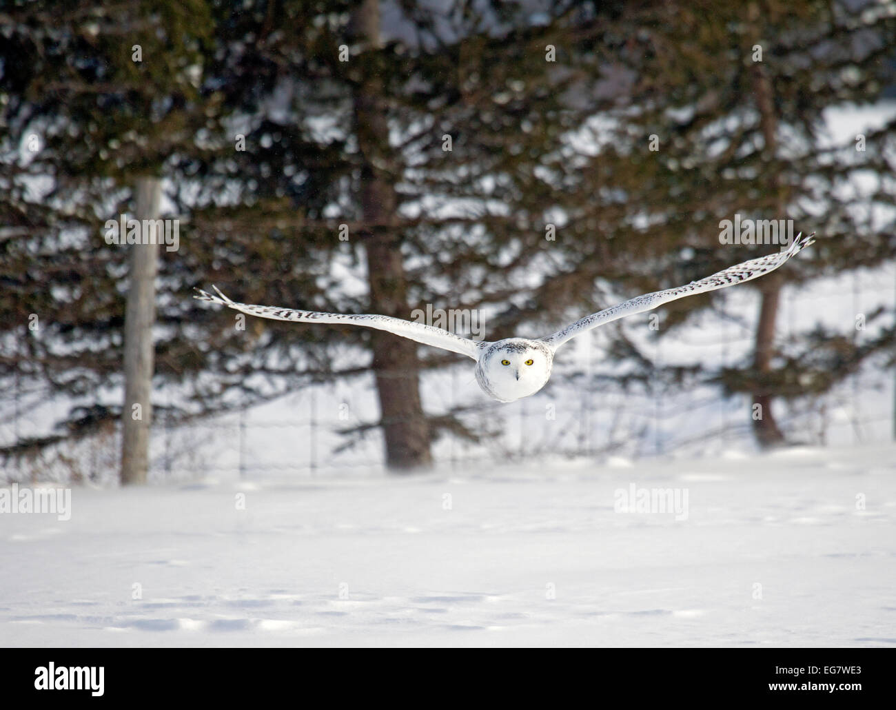 Owl Flying Trees High Resolution Stock Photography and Images - Alamy