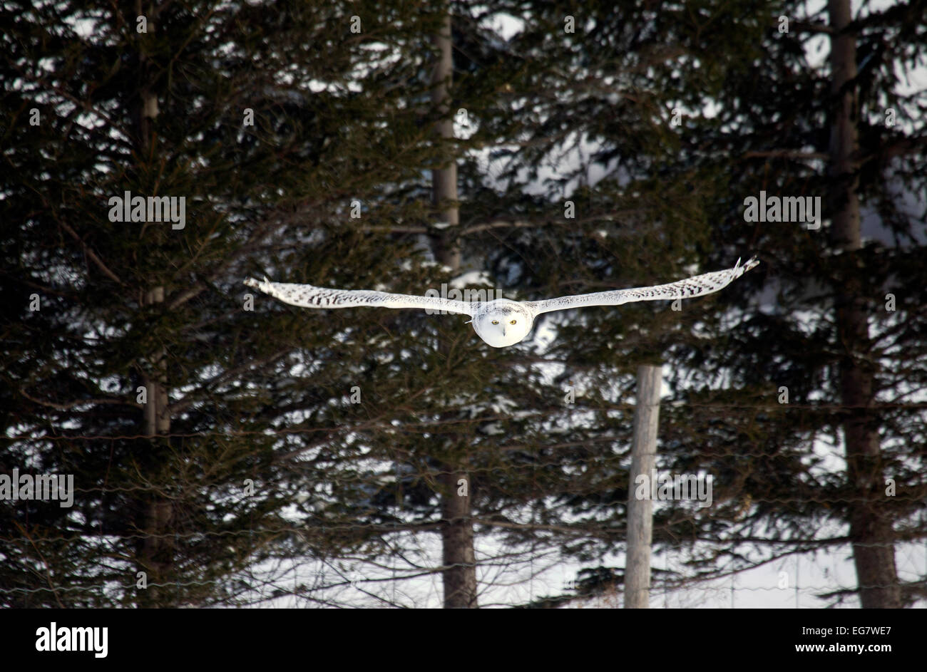 Snowy owl flying pine trees in background hi-res stock photography and ...