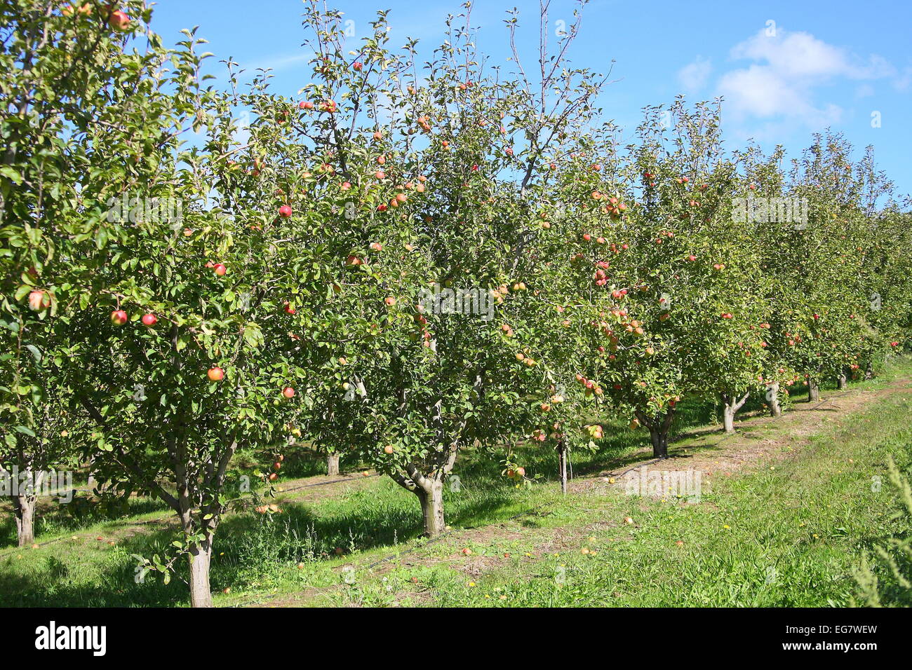 Horizontal fruit trees hi-res stock photography and images - Alamy