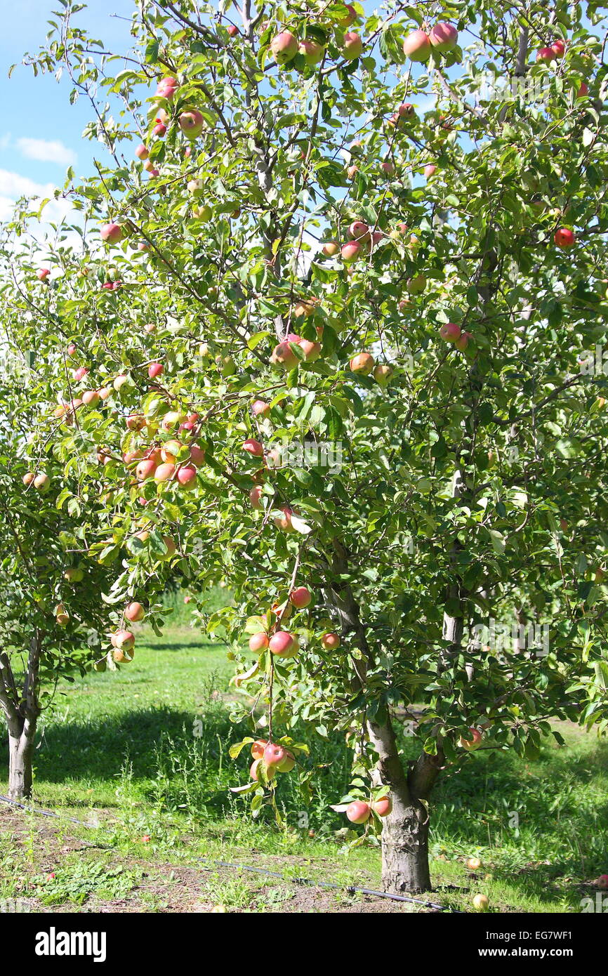 Whole Apple tree with some apples on it Stock Photo - Alamy