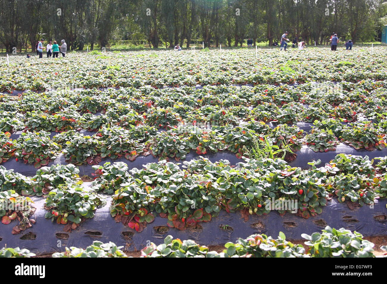 Strawberry farm in Melbourne, Victoria Australia Stock Photo - Alamy