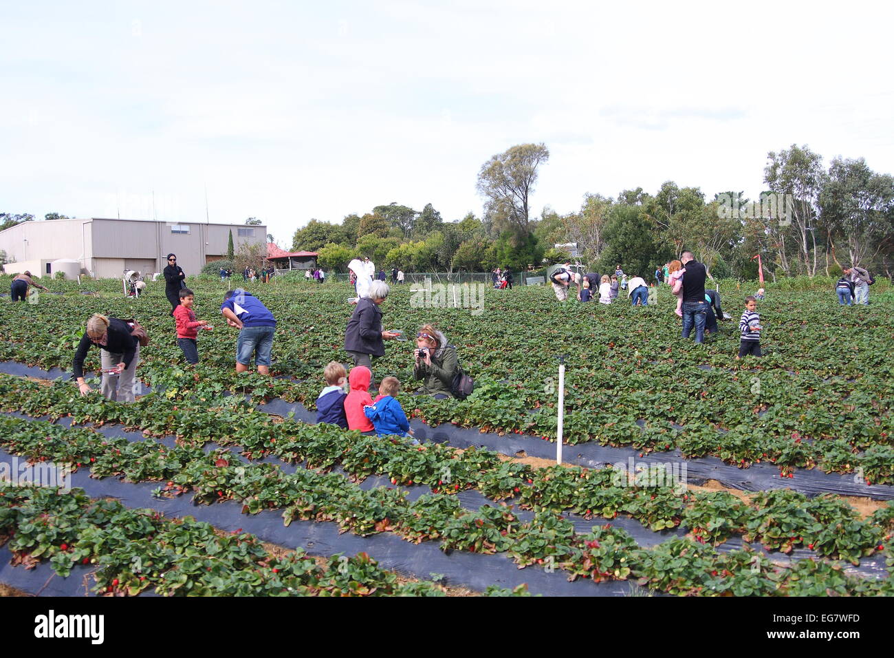 Strawberry farm in Melbourne, Victoria Australia Stock Photo - Alamy