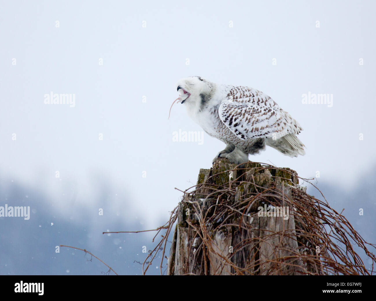 Owl with prey hi-res stock photography and images - Alamy