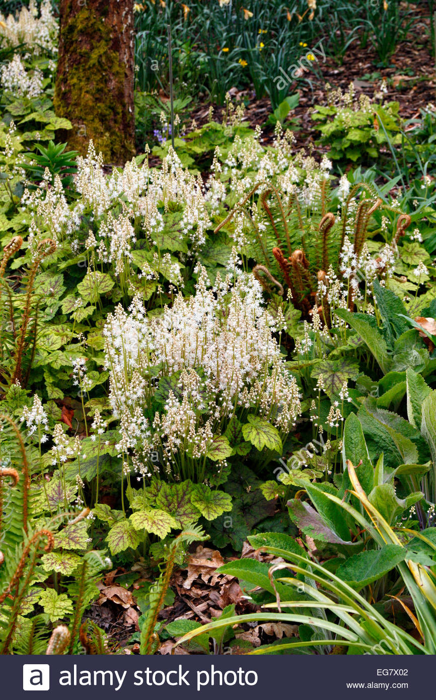 Tiarella Stock Photos & Tiarella Stock Images - Alamy