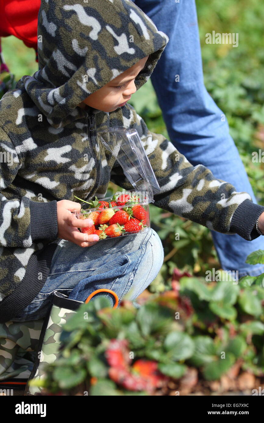 A child picking strawberry at strawberry farm Stock Photo - Alamy