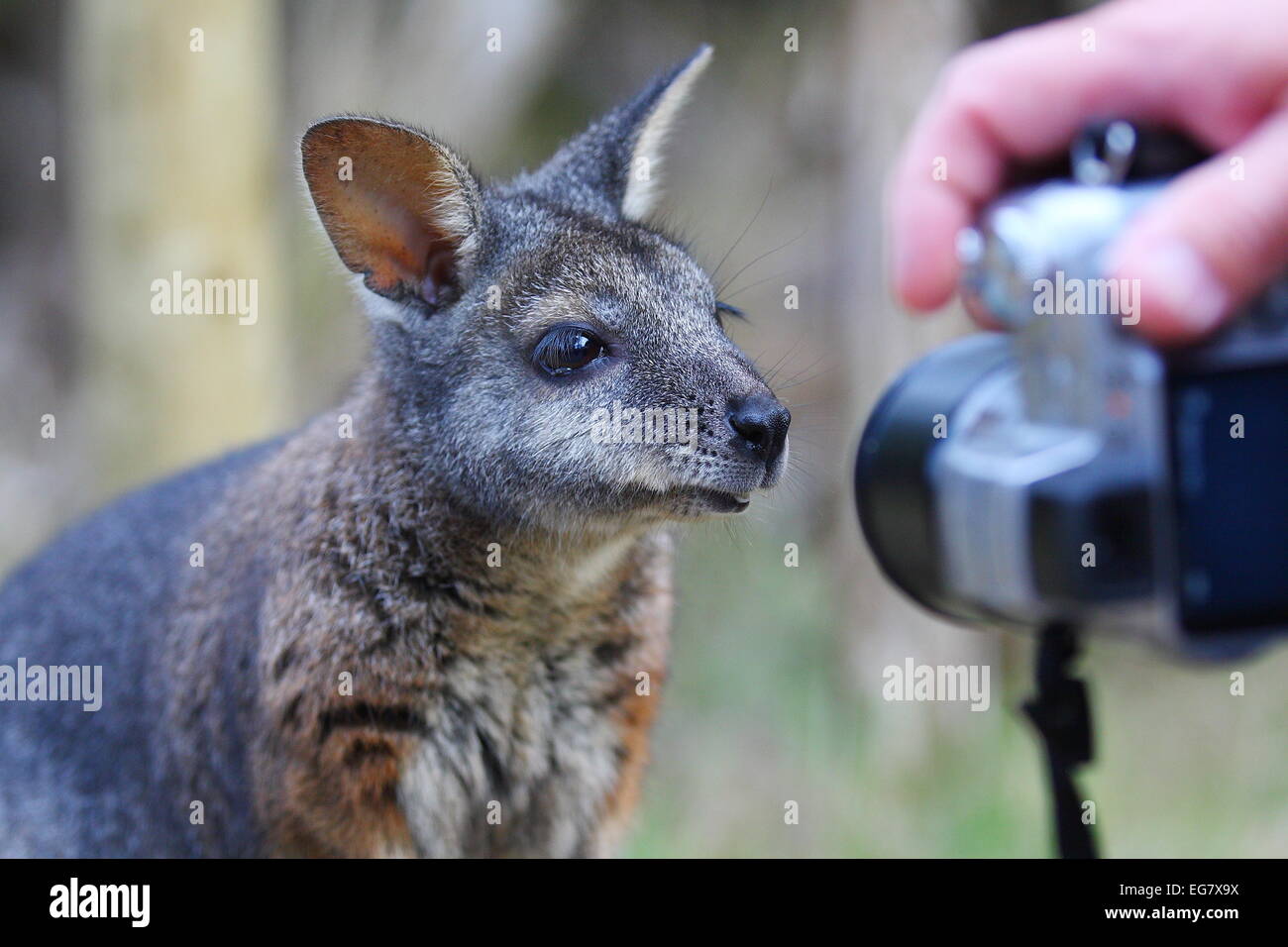 Wallaby smile hi-res stock photography and images - Alamy