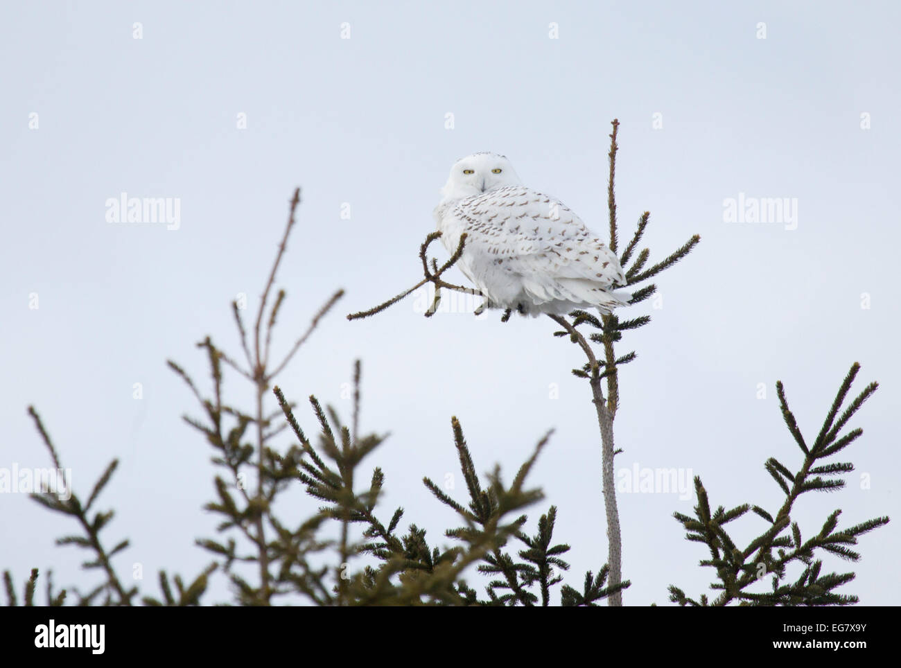 Snowy Owl Male Perched in Pine Tree Stock Photo - Alamy