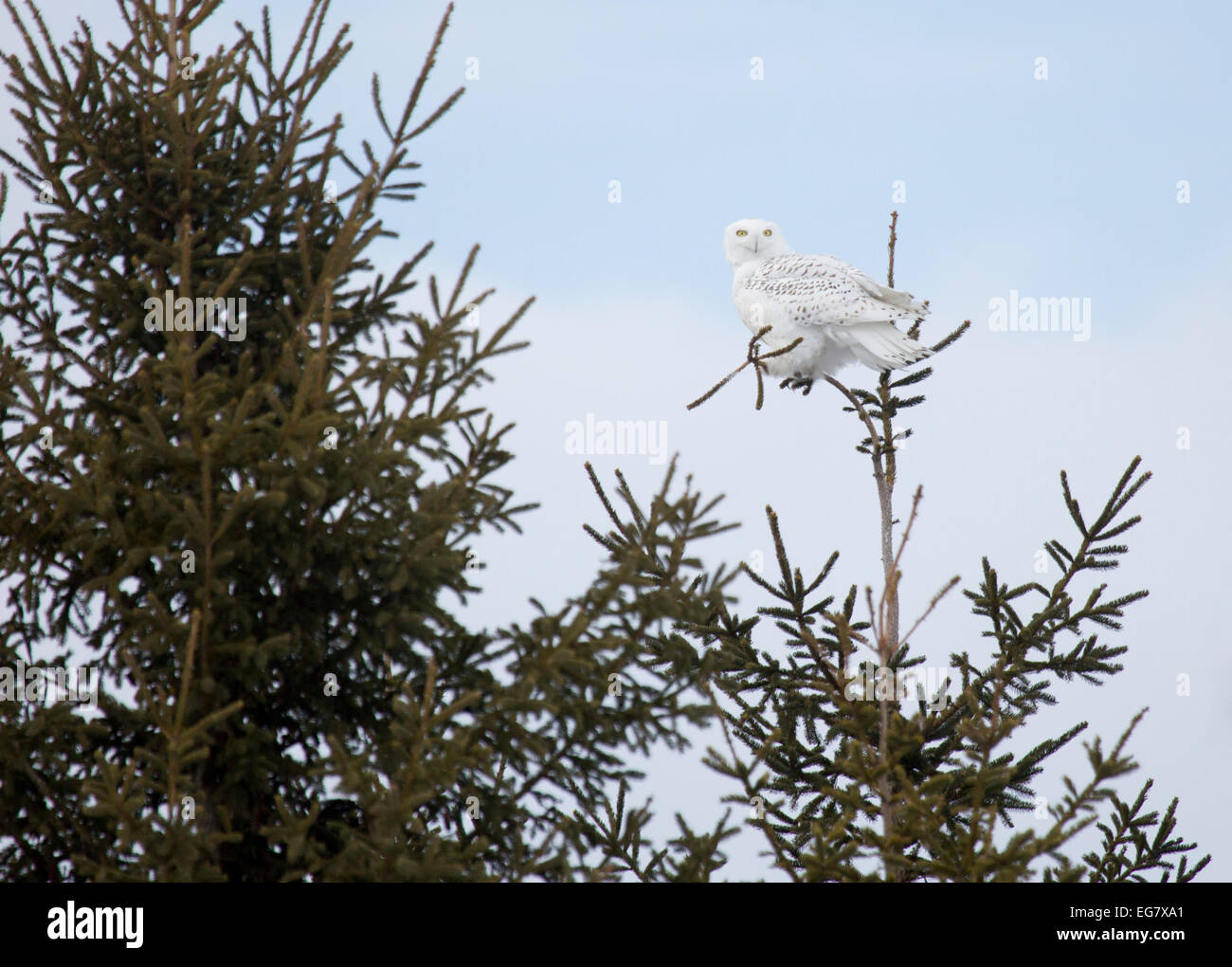 Snowy owl perched in tree hi-res stock photography and images - Alamy