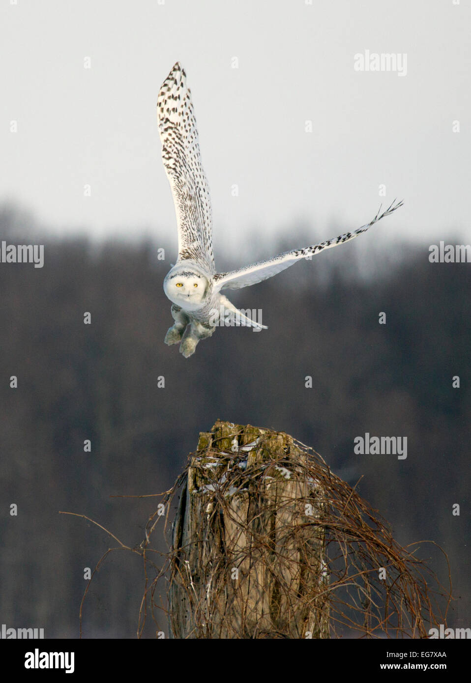 Snowy owl taking off from tree stump hi-res stock photography and ...