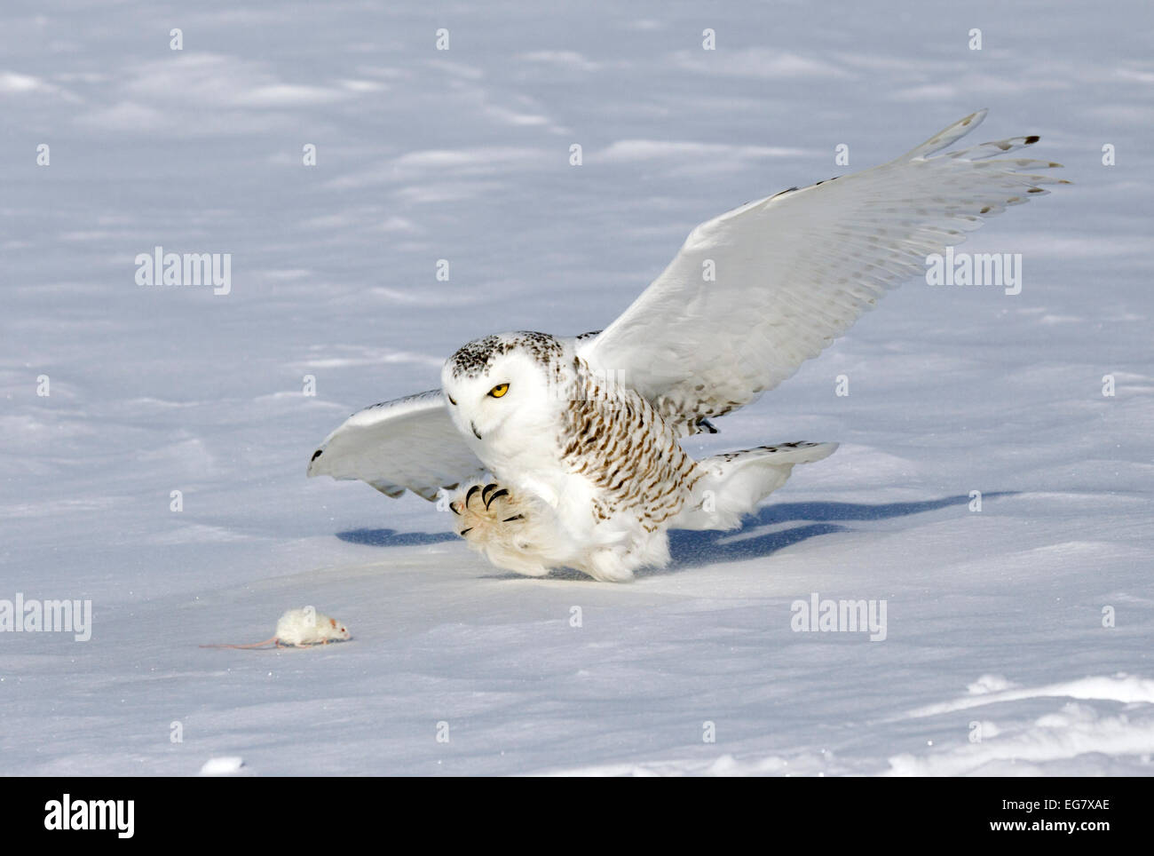 Snowy owl prey hi-res stock photography and images - Alamy