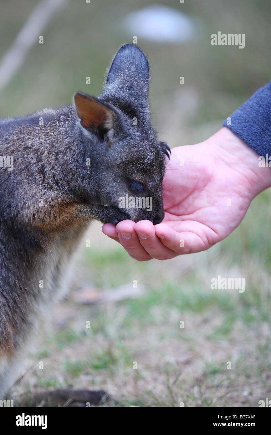 Hand feeding the Wallaby, one of Australian native animals Stock Photo ...