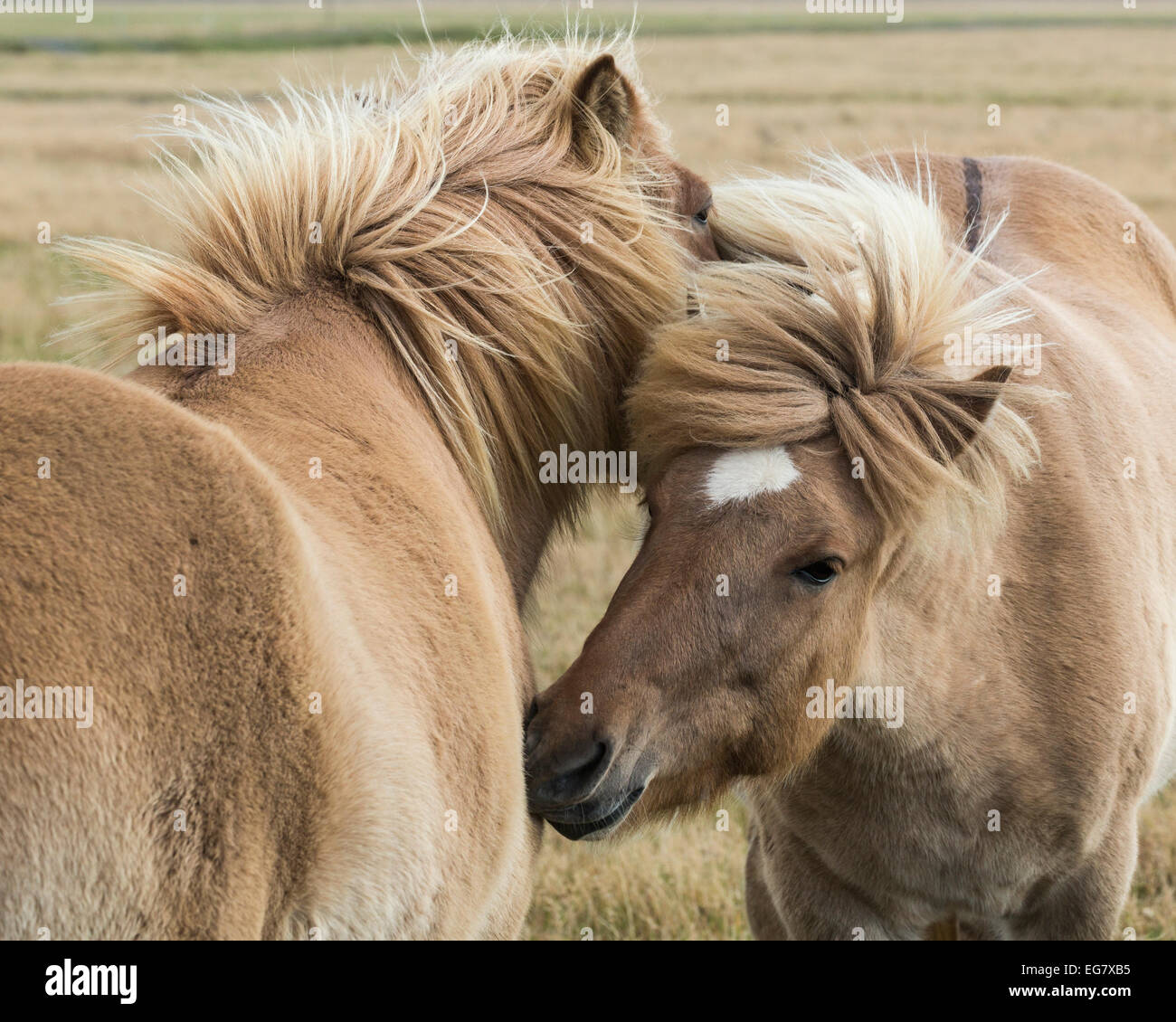 Icelandic Horses nuzzling Stock Photo - Alamy
