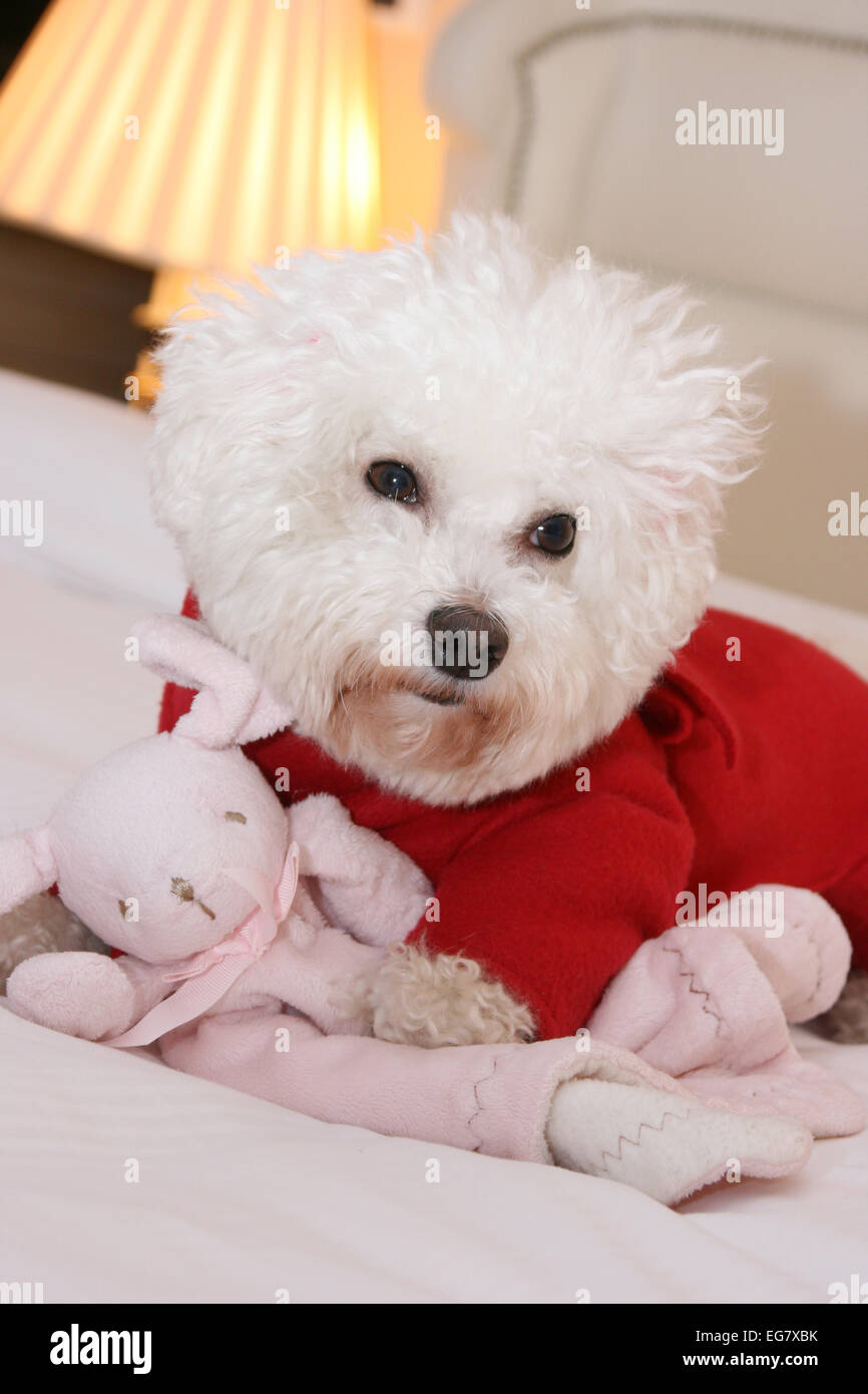 Dog wake up hi-res stock photography and images - Alamy