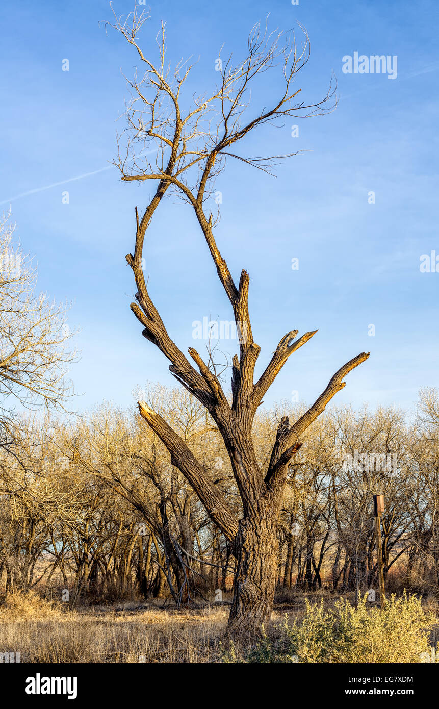 Dead tree skye hi-res stock photography and images - Alamy