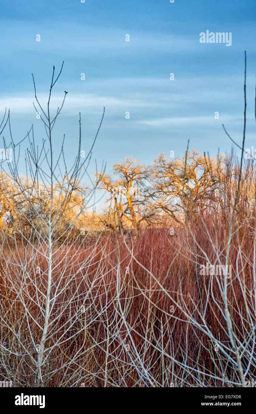 Trees of new mexico hi-res stock photography and images - Alamy