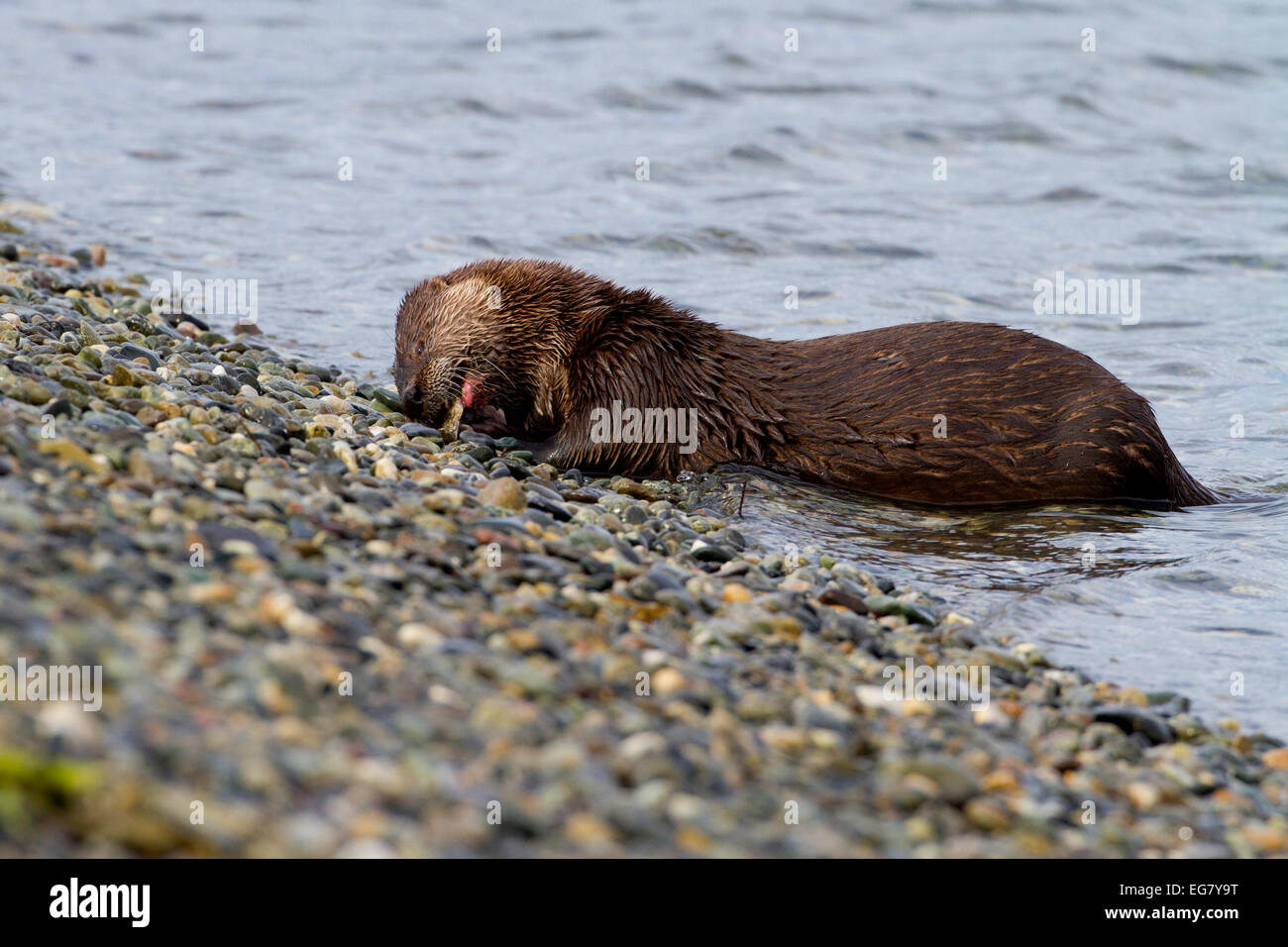 Otter devouring fish hi-res stock photography and images - Alamy