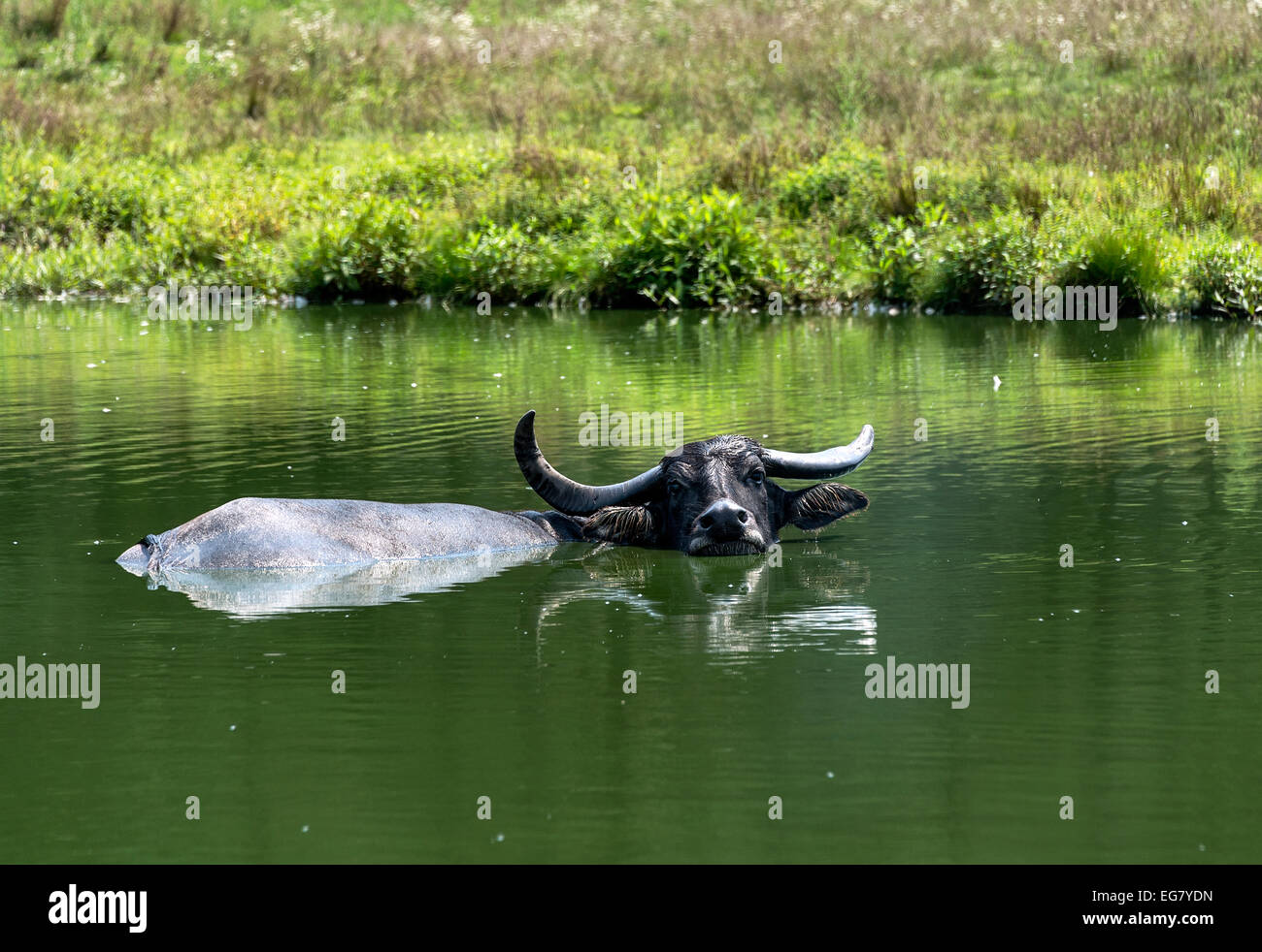 African water buffalo hi-res stock photography and images - Alamy