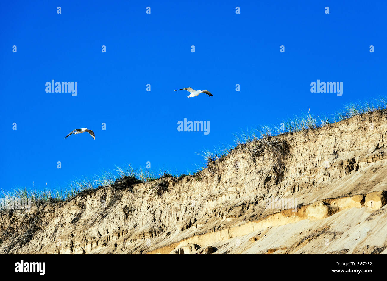 Seagulls soar over steep dune cliffs, Cape Cod National Seashore ...