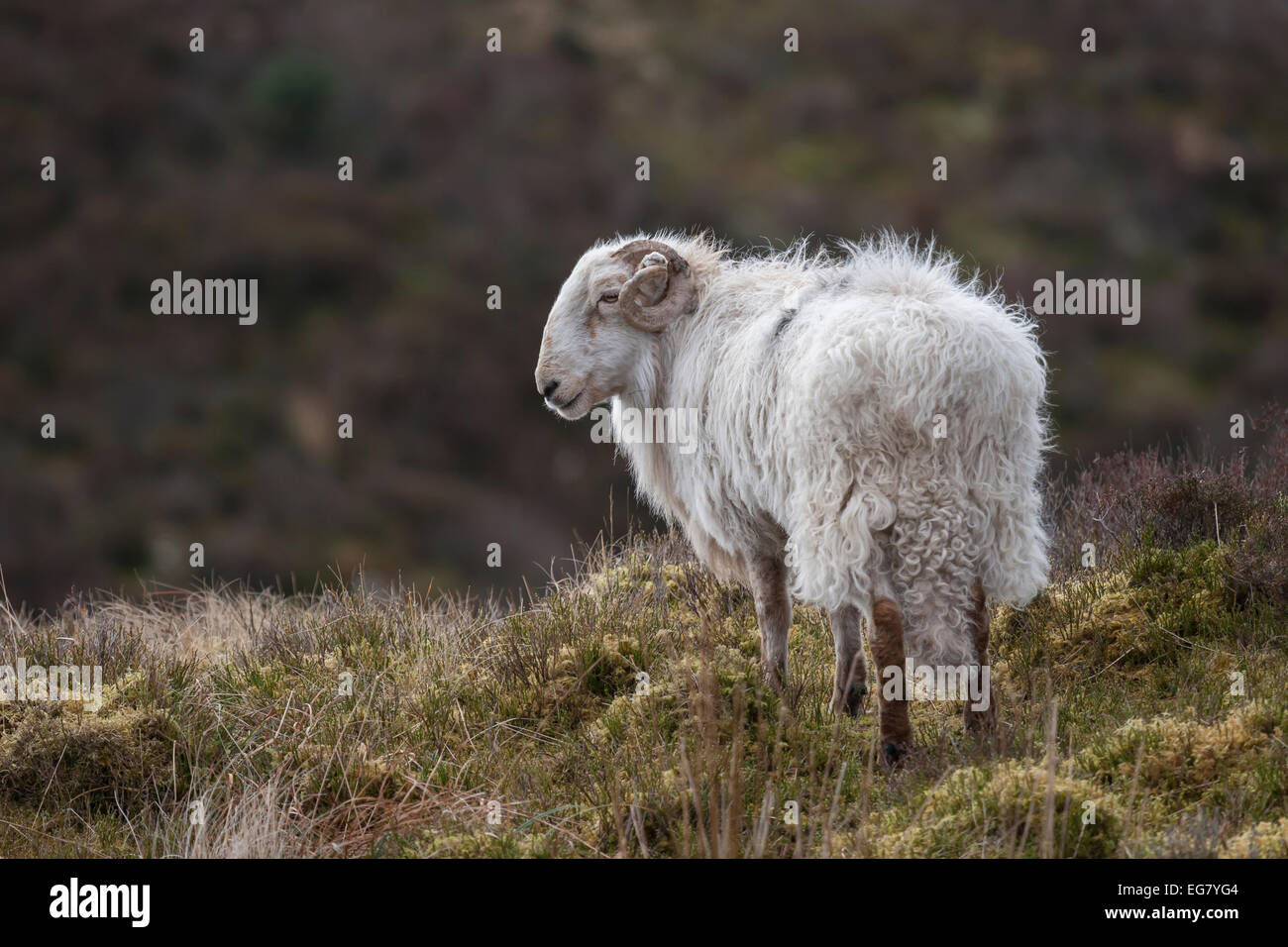 Welsh mountain sheep ram hi-res stock photography and images - Alamy