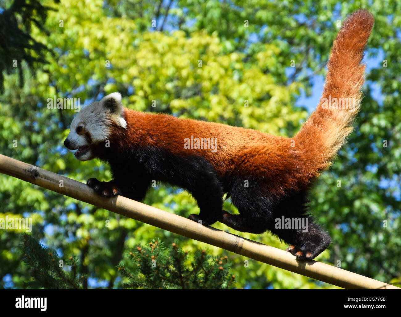 Red panda climbing on a bamboo rod Stock Photo - Alamy