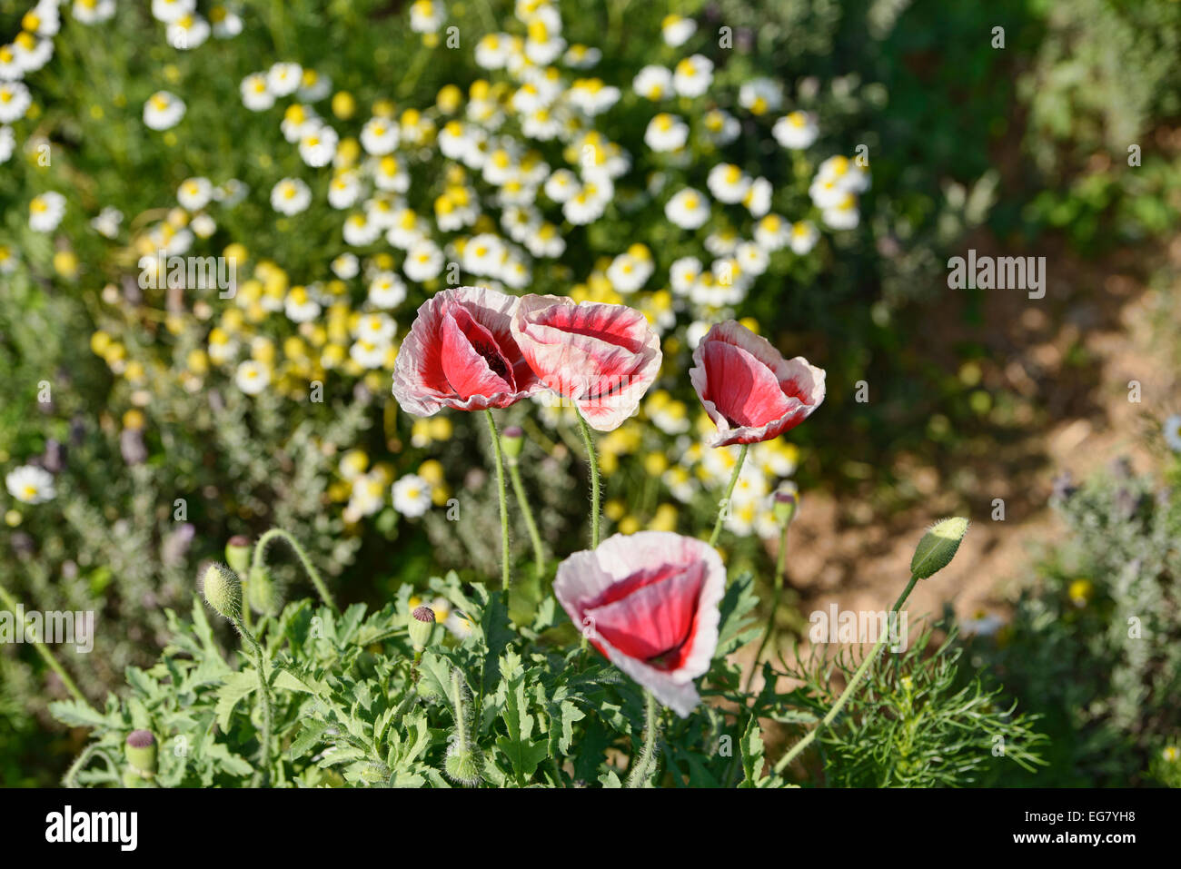 Poppy flowers in Mon Jam, Chiang Mai, Thailand Stock Photo - Alamy