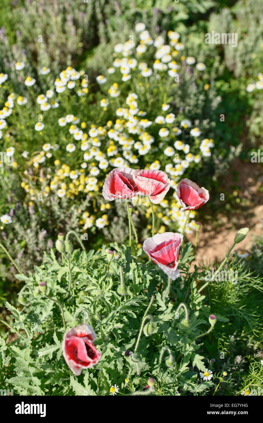 Poppy flowers in Mon Jam, Chiang Mai, Thailand Stock Photo - Alamy