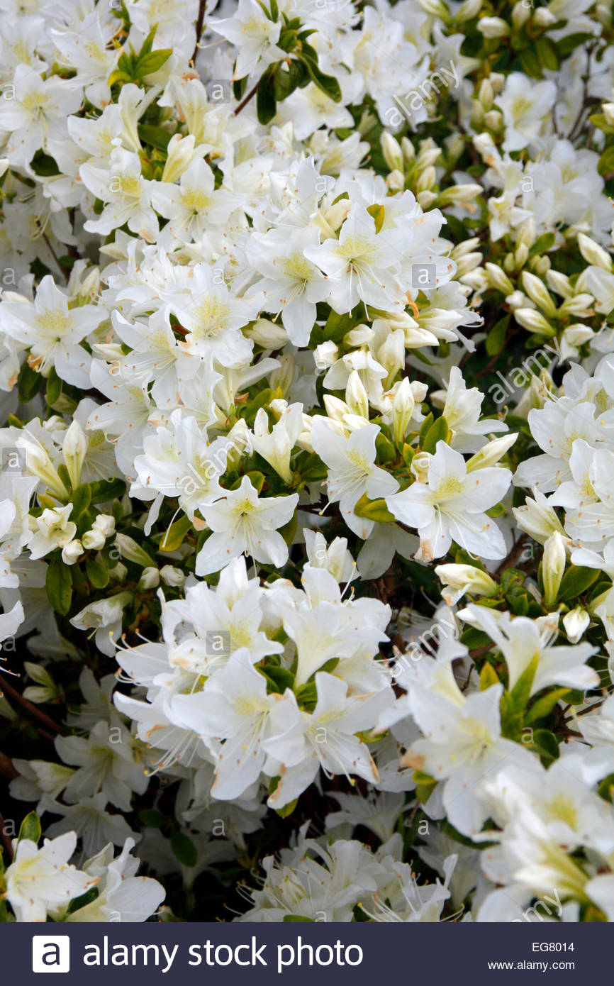 Palestrina Stock Photos & Palestrina Stock Images - Alamy