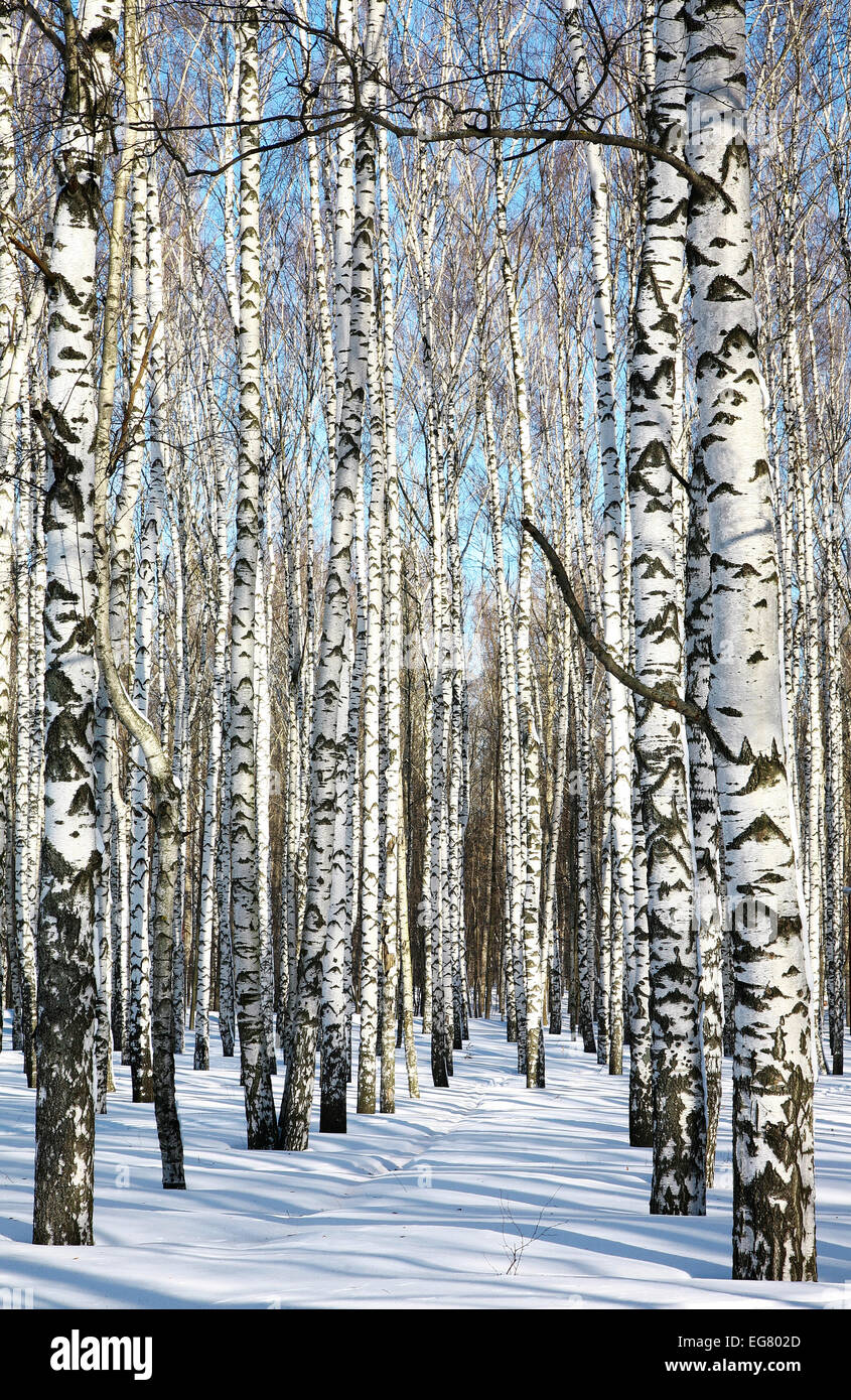 Pathway in winter birch forest on blue sky Stock Photo - Alamy