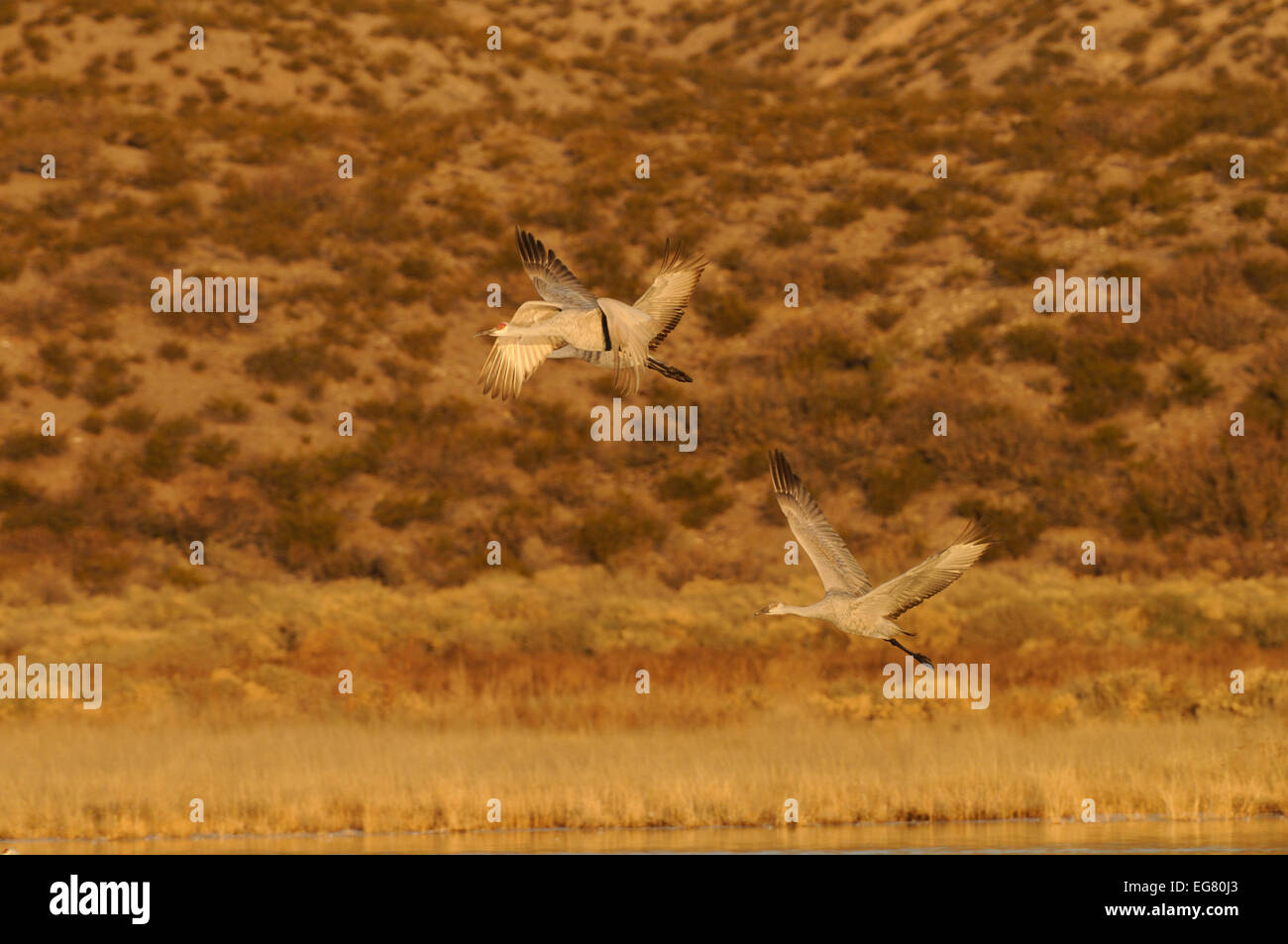 Sandhill Cranes flying over the water at Bosque Del Apache National ...