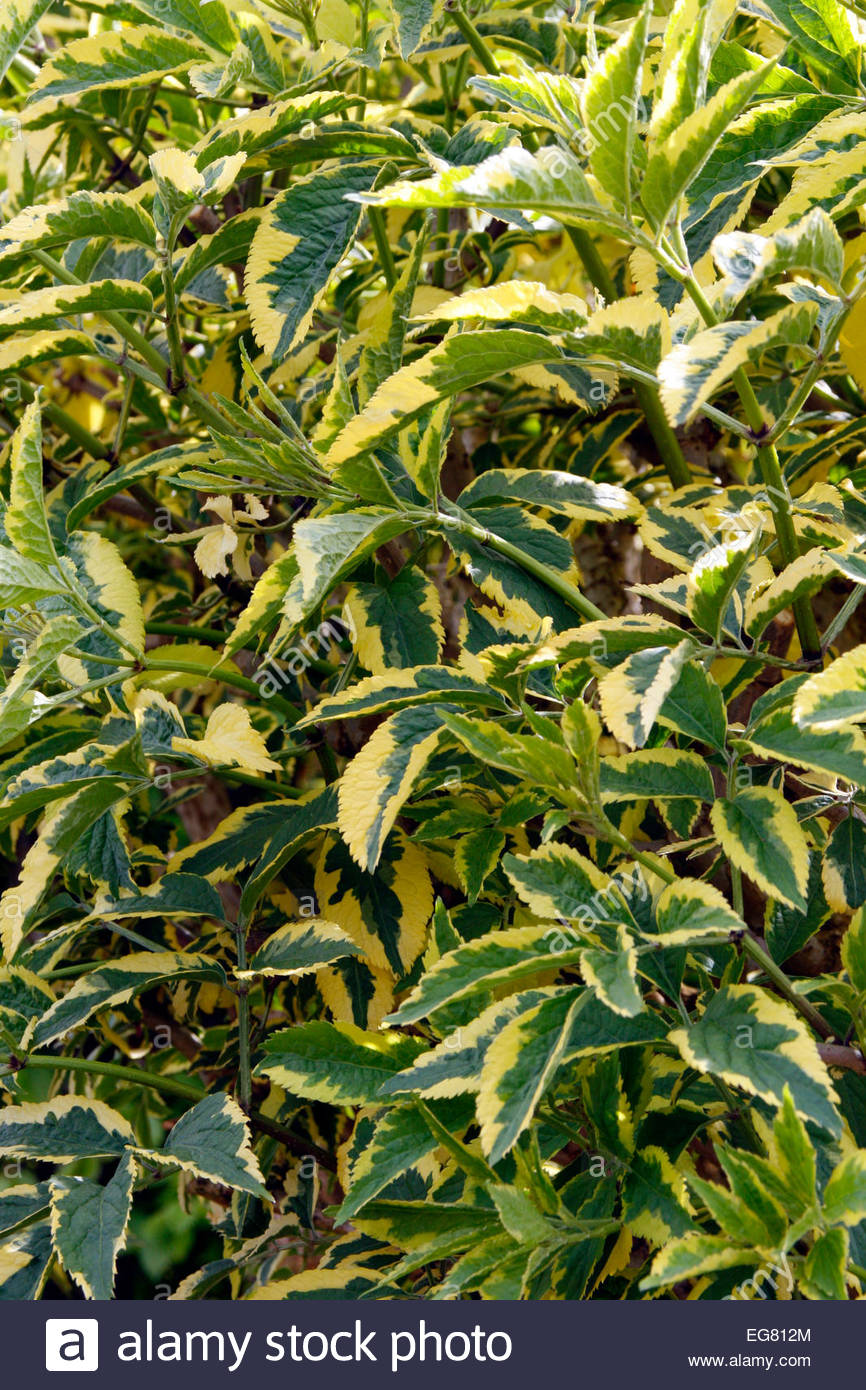 Golden Elder Plant Stock Photos & Golden Elder Plant Stock Images - Alamy