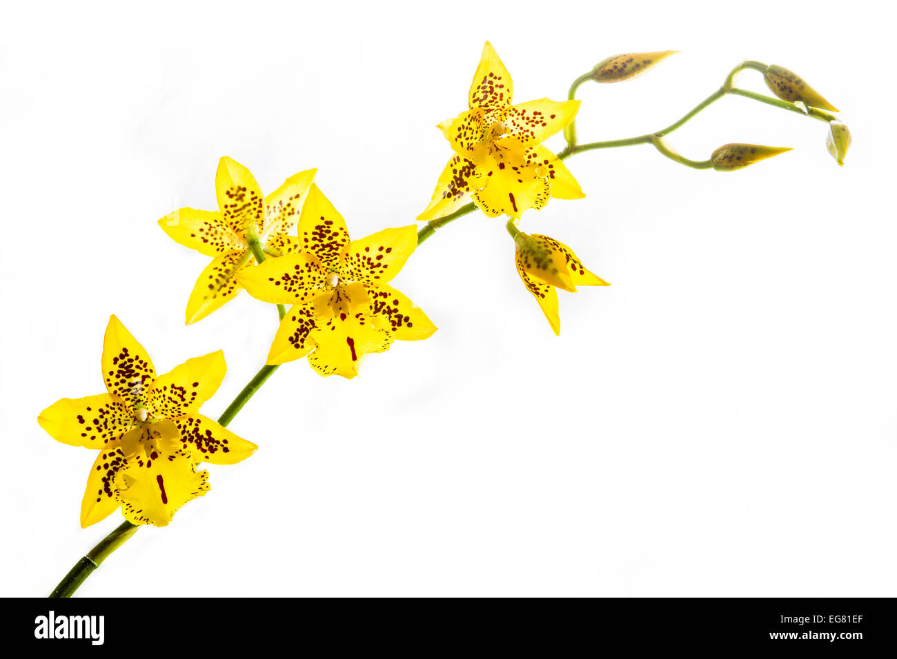 Plants spider Cut Out Stock Images & Pictures - Alamy