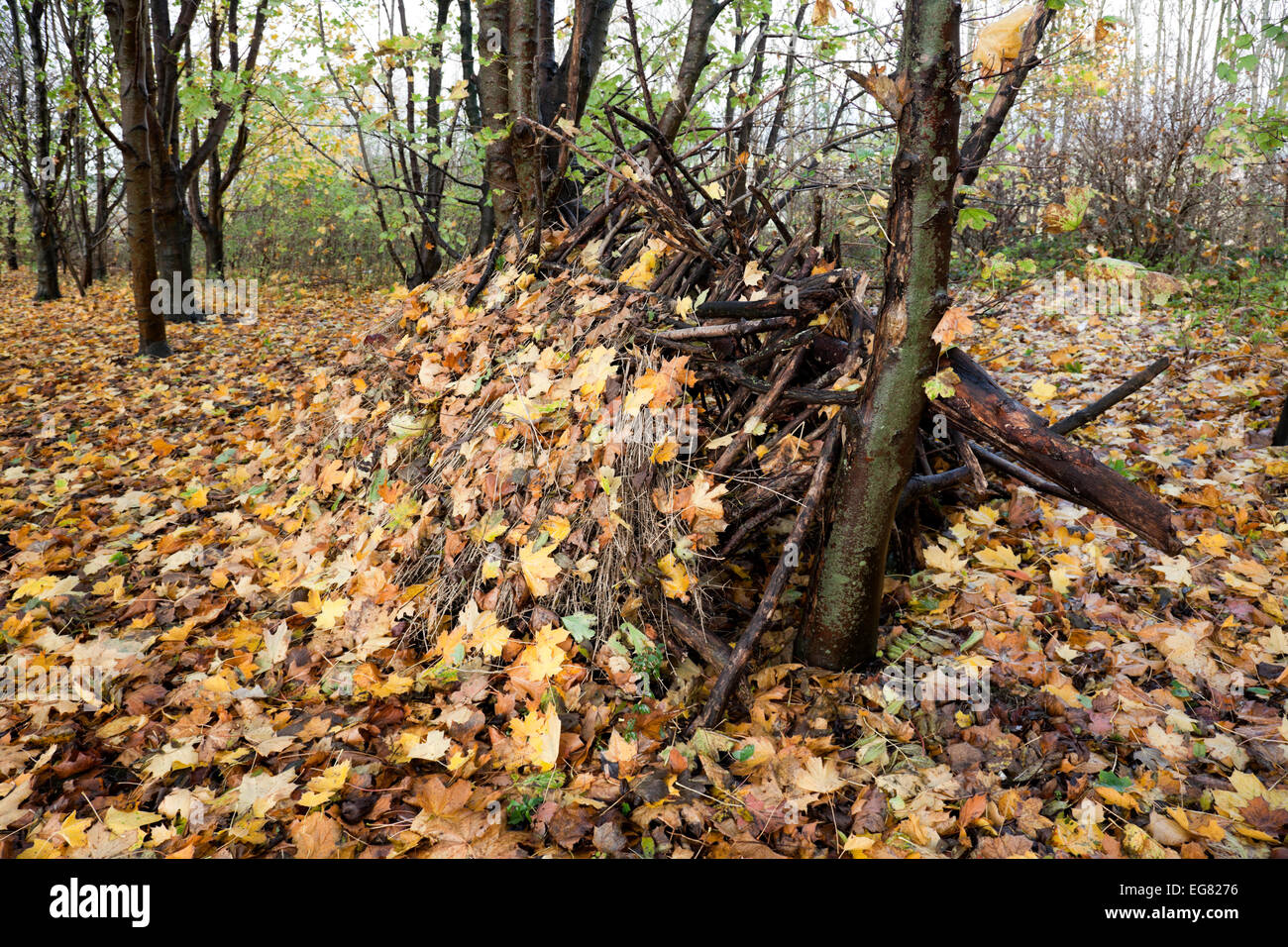 Abandoned makeshift shelter in an English wood. Made from tree branches ...