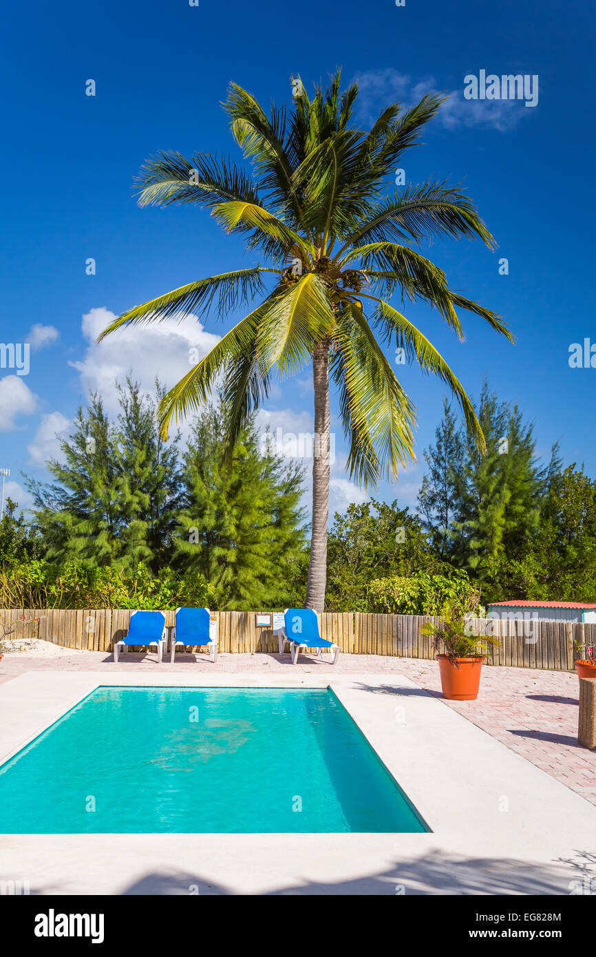 Princess palm tree hi-res stock photography and images - Alamy